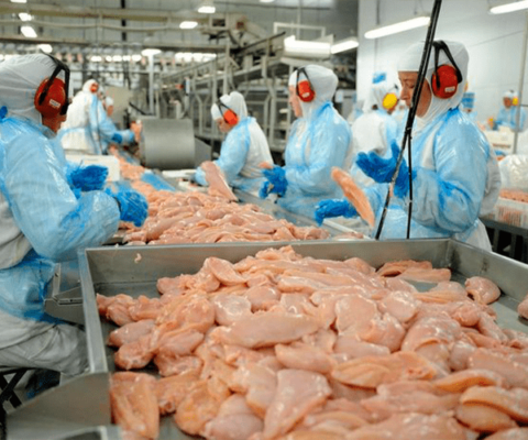 Avigroup l Distribuidora Avícola de Pollos frescos al por mayor en Lima